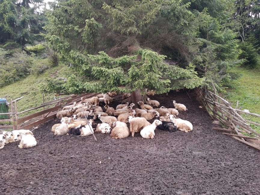 Fundatica-how much you know about Romania’s most beautiful village ...